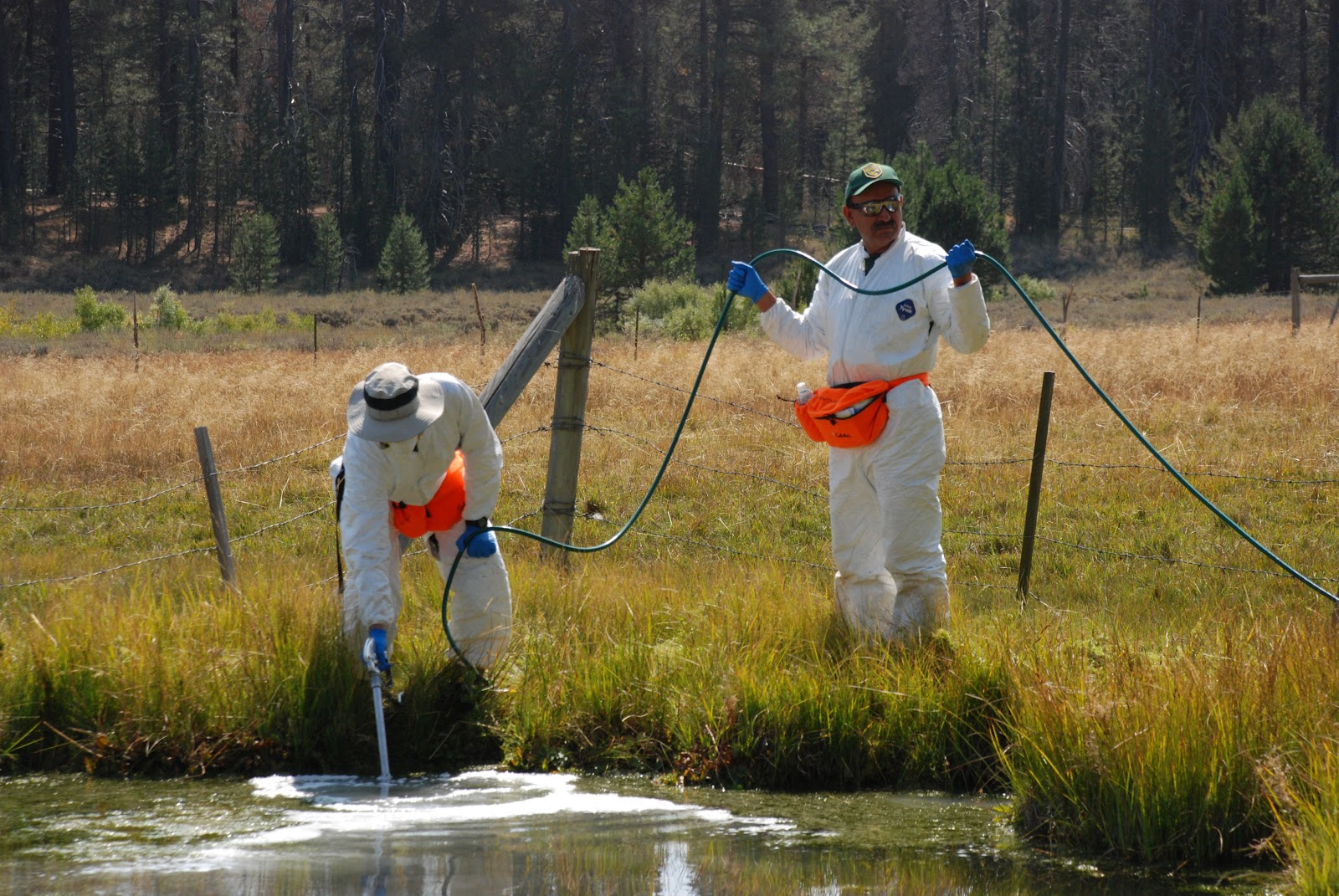 The Fisheries Blog: Eliminating an Invasive Predator: Lessons From Lake ...