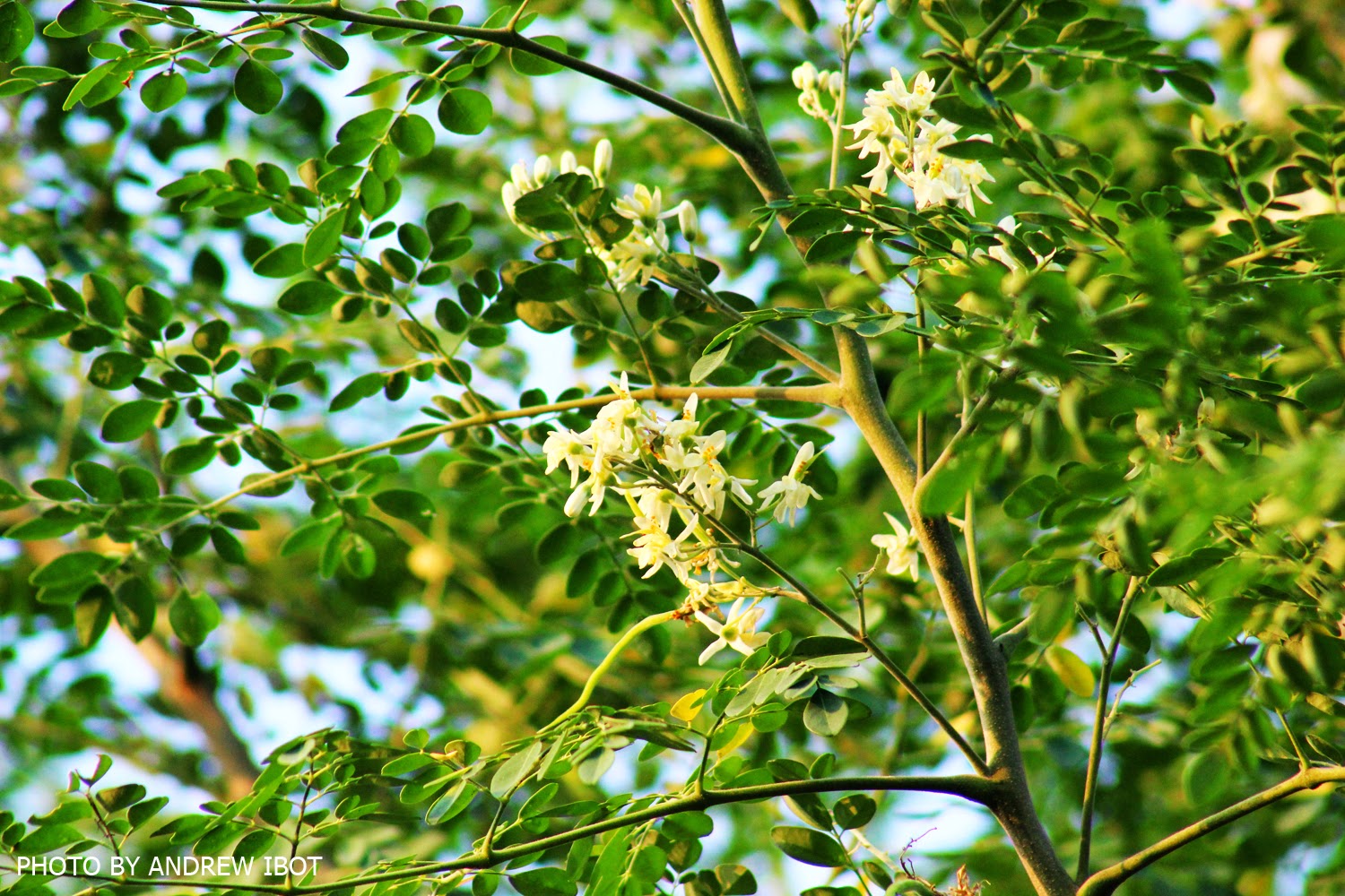 Ako si ANDREW IBOT!: Malunggay (Moringa oleifera Lam.)
