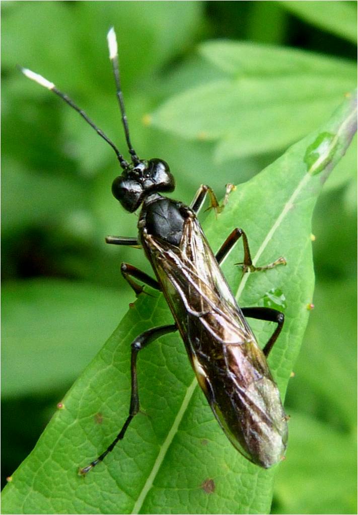 Insects of Scotland: Bees/Wasps/Ichneumons/Sawflies/Ants