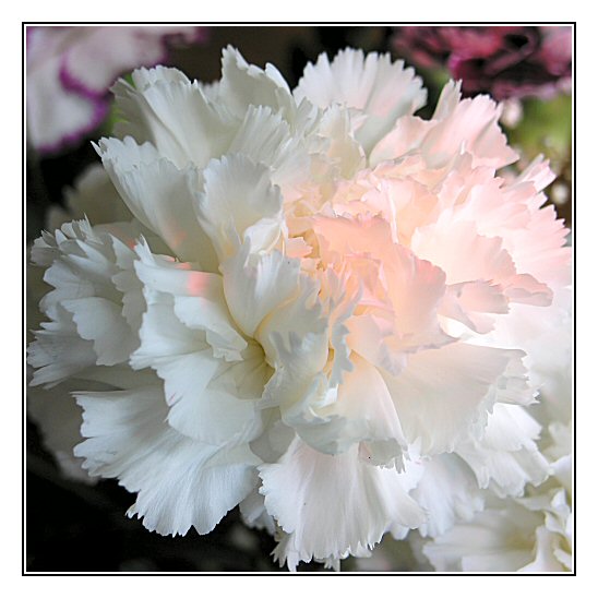 Il Garofano | Orme dell'Anima©