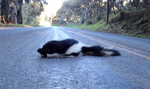 Wildlife Emergency Services blog: Skunk Season