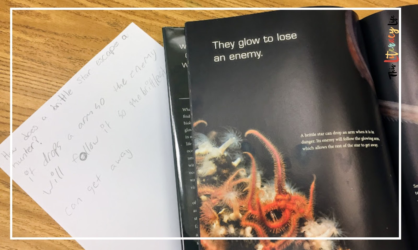 Animals that Glow on Book Talk Thursday | This Literacy Life