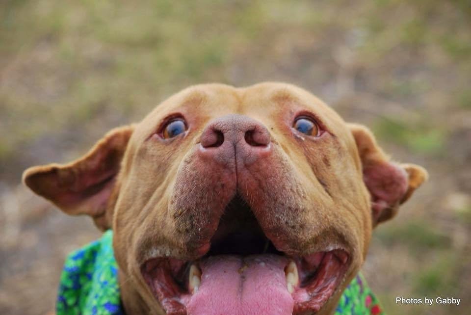 Chester, el perro que fue adoptado gracias a una fotografía - Mundo Feliz