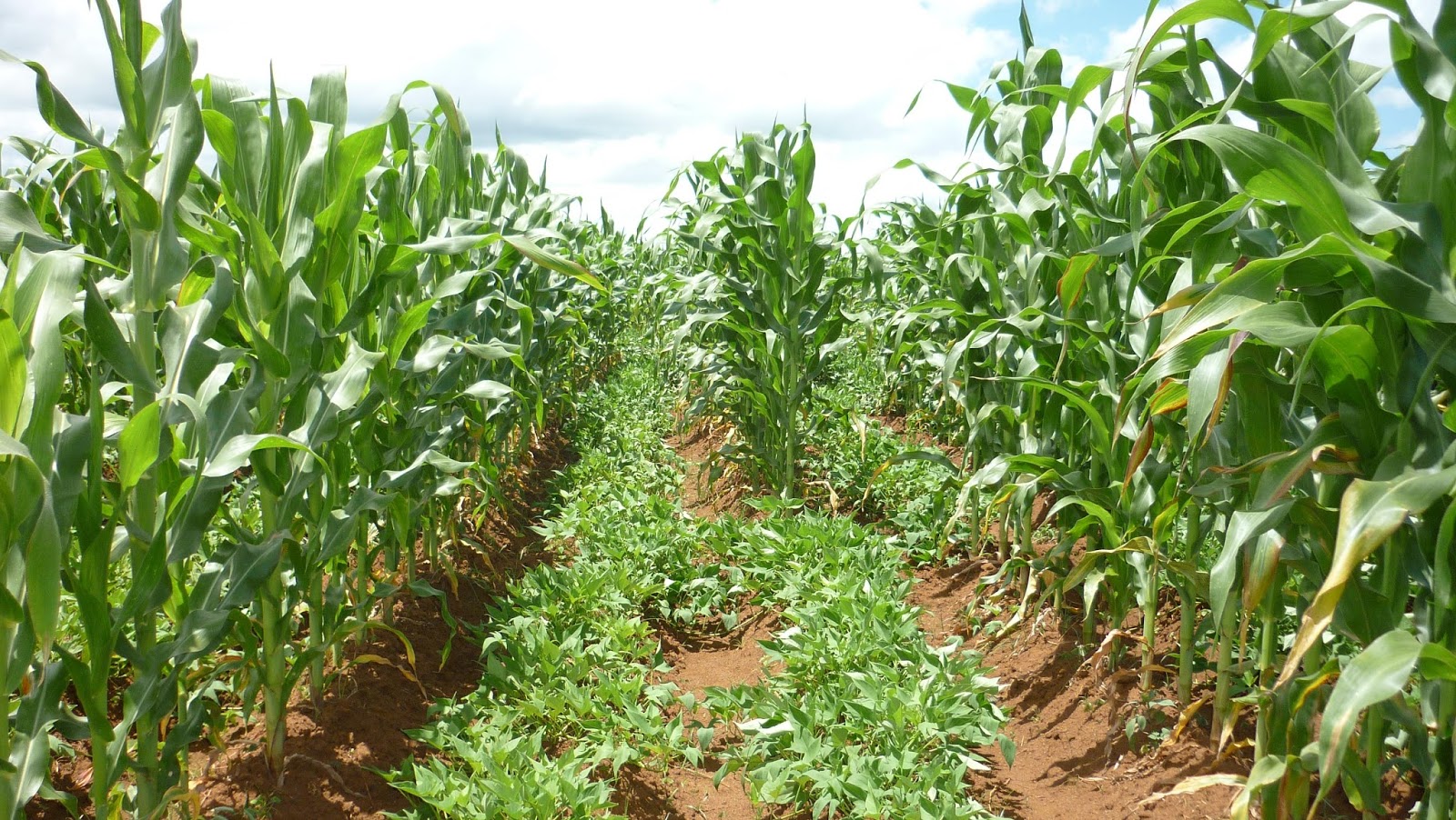 Women's Heart Of Agriculture