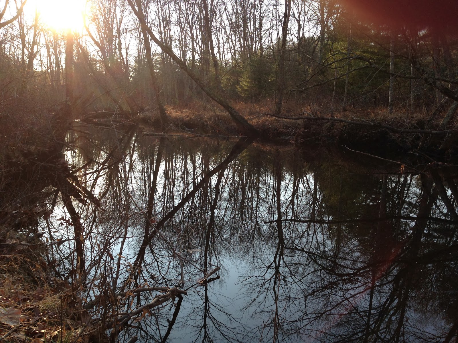 A Life Inspired by Nature: Hodge Podge