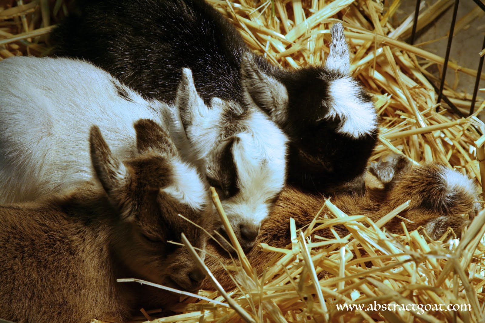 Abstracts from the Goat Farm: Therapy Goat (in training)