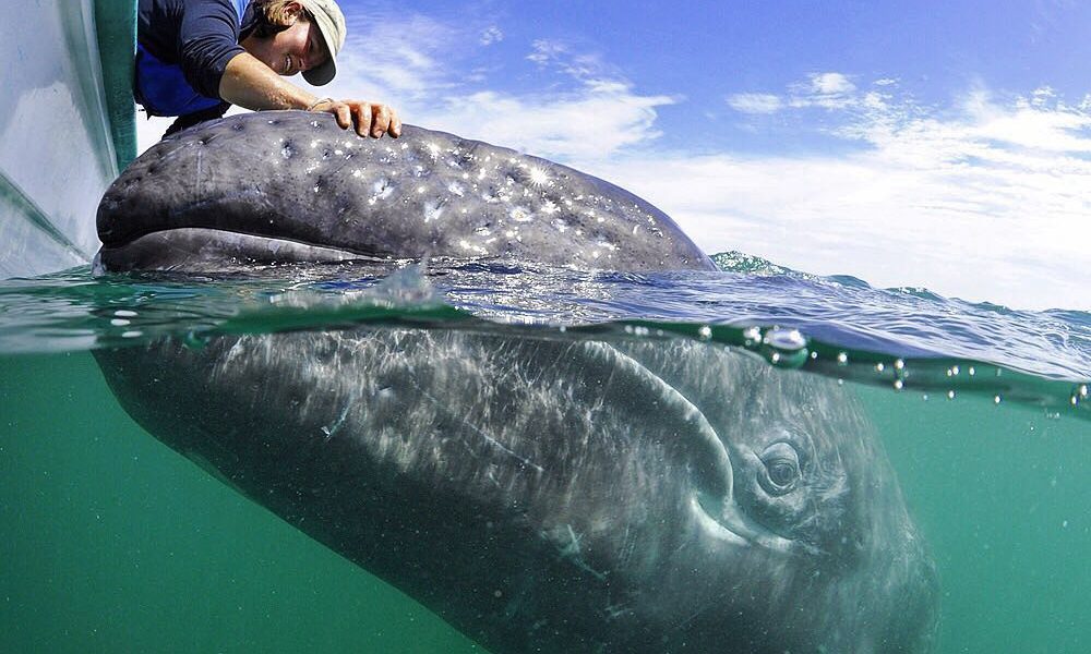 4 ballenas hermosas que no conoces