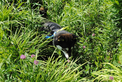 Saya's adventure: Mighty hunter has struck again. Warning dead baby ...