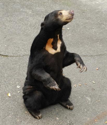 All Animals: Reech (Black Bear) Profile, Latest news,Photos
