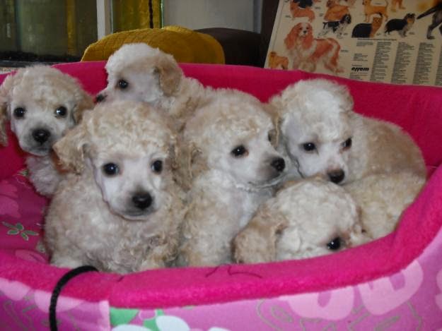 JotaDobleVe Opina: VAMOS A CAPAR AL PERRO,