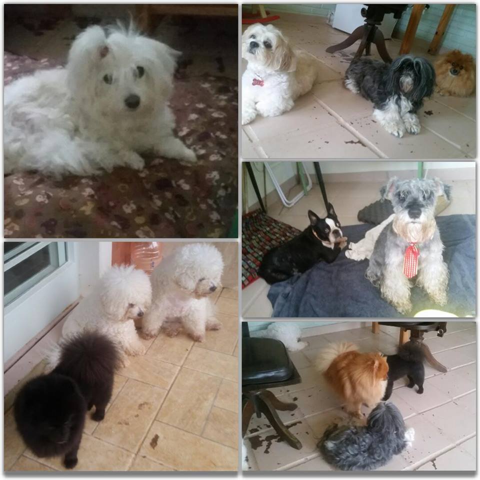 Bichon Frise: SPA HAPPY FRIENDS & FRIENDS