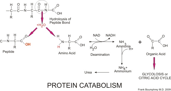 Siklus Metabolisme Energi dari Protein, Deaminasi, Proses Katabolisme ...