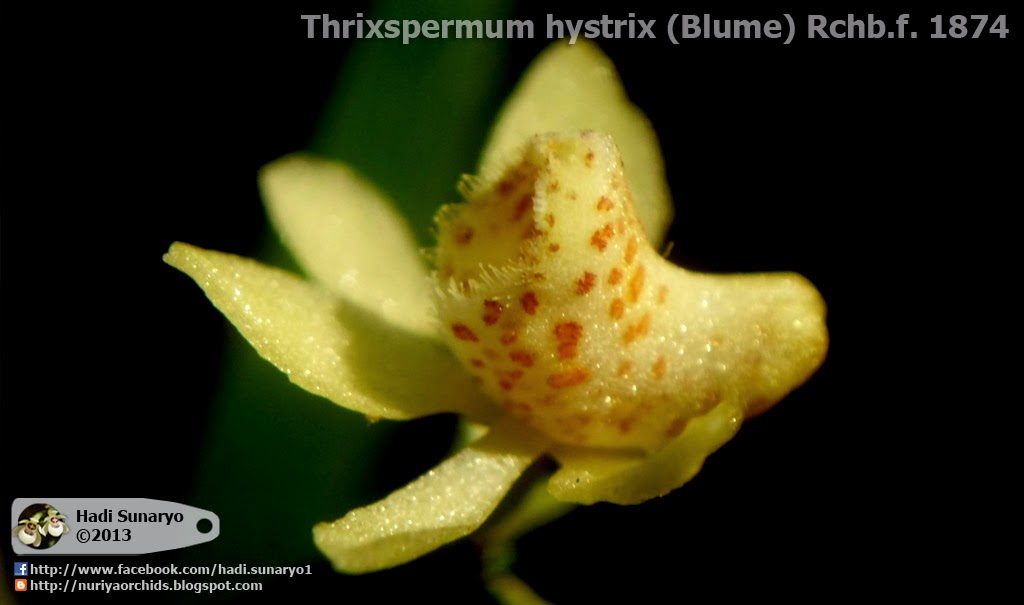 Hadi Orchids (Nuriya Orchids): Thrixspermum hystrix (Blume) Rchb.f ...