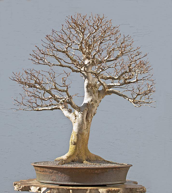 The secret to growing bonsai. A thread inspired by Bolero. | Page 8 ...