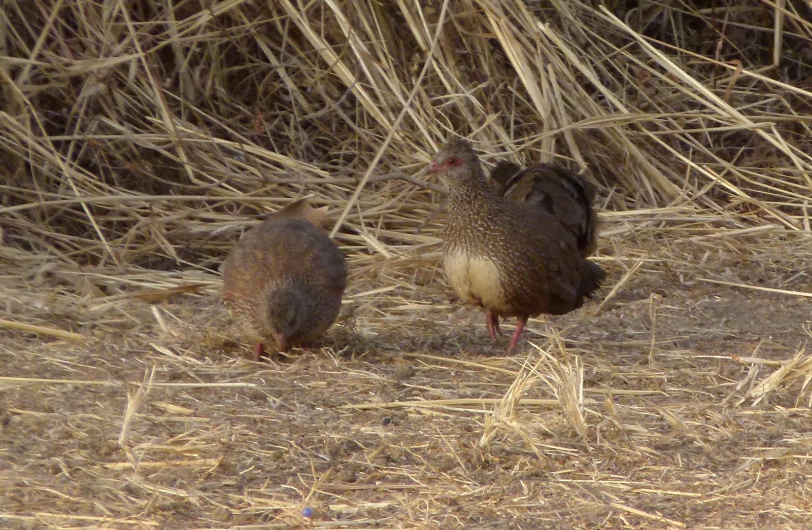 APLORI: Birds in the hand (Mark Wilson, Teaching fellow 8th February ...