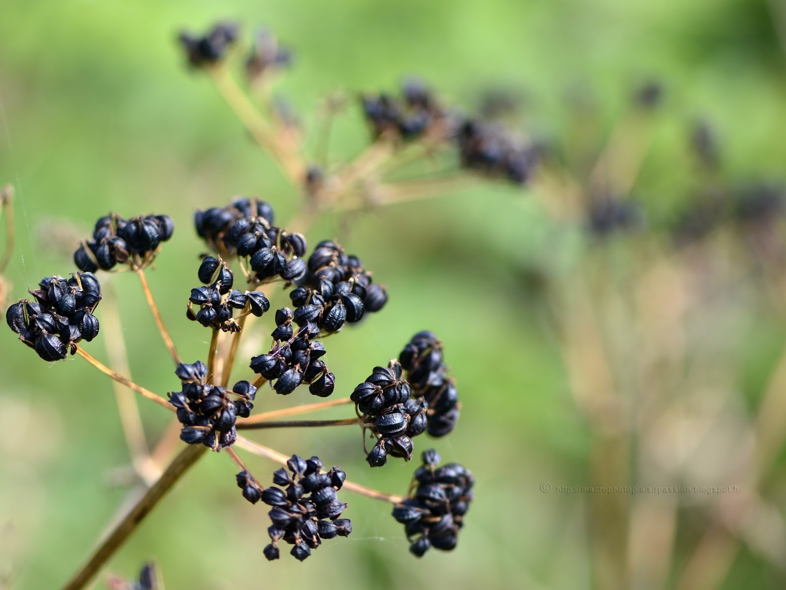 Macrophoto plaisir passion: Le Maceron ou persil de cheval, Smyrnium ...