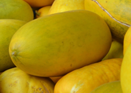 16 Khasiat Timun Suri Untuk Kesehatan Dan Kecantikan | Khasiat