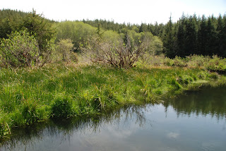 a wilderness journal: Oregon tidal wetlands and climate change (pt. 1)
