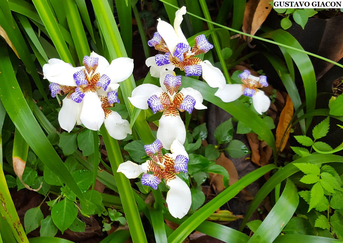 Viveiro Ciprest - Plantas Nativas e Exóticas: Íris da Praia ( Neomarica ...