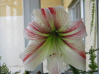 Vorbe de verde: FLORI DE CAMERA