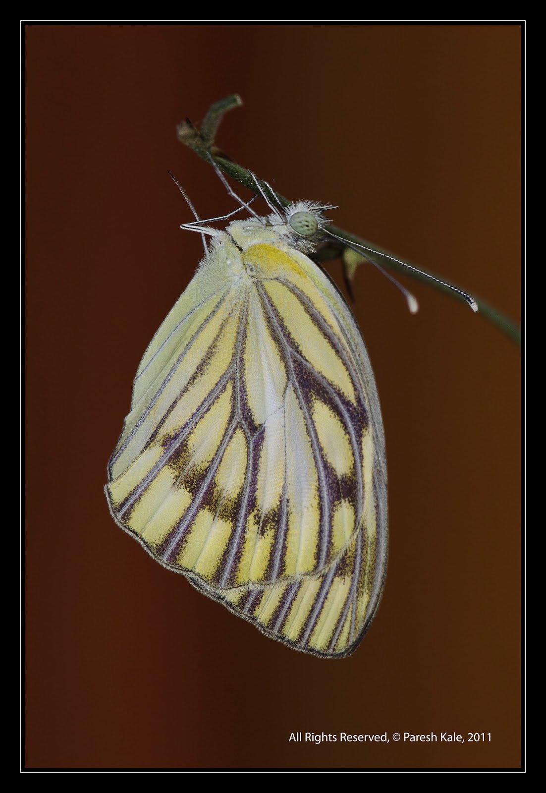 रुबाई - Rubaai: Common Gull - Cepora nerissa