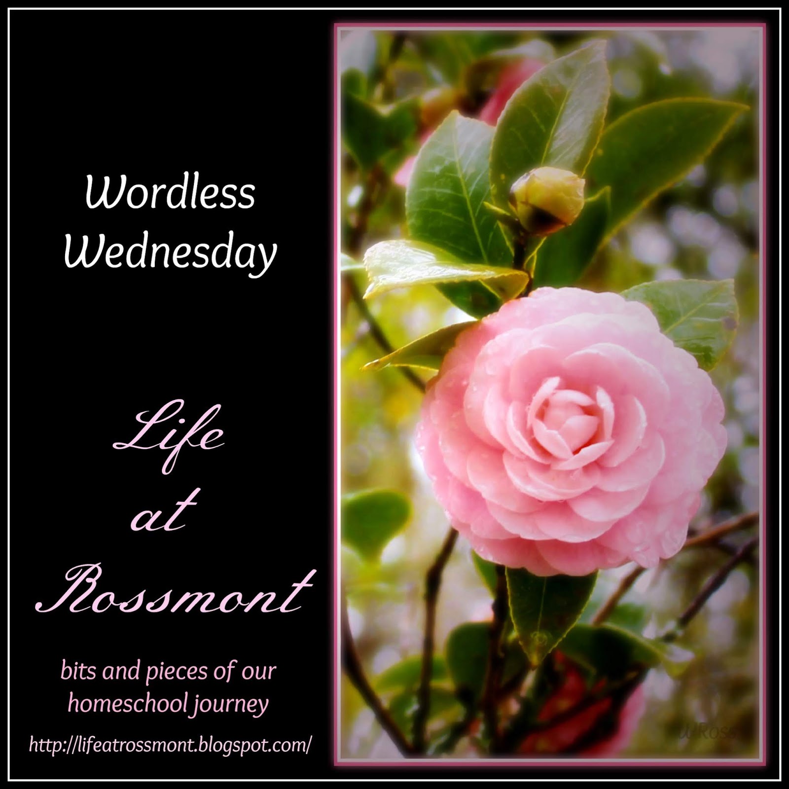 Life at Rossmont: Wordless Wednesday, October 3 {with link up}