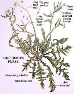 The Herb Hound: SHEPHERD'S PURSE