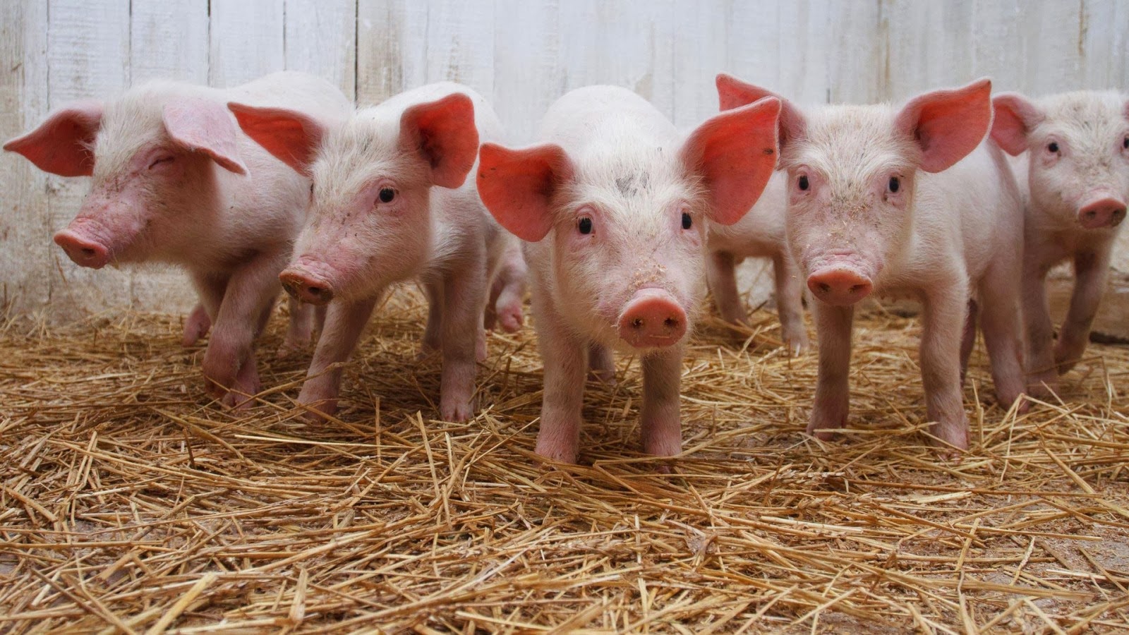 Kerala Pets Market : 5 Easy Animals to start Small Farm