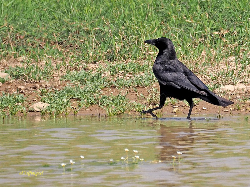 Miguel fotografia: Corneja común (Corvus corone)