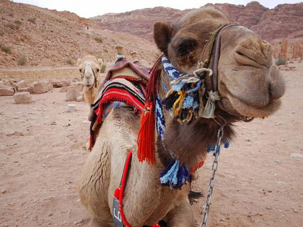 Very Amazing And Nice CAMEL Wallpapers HD