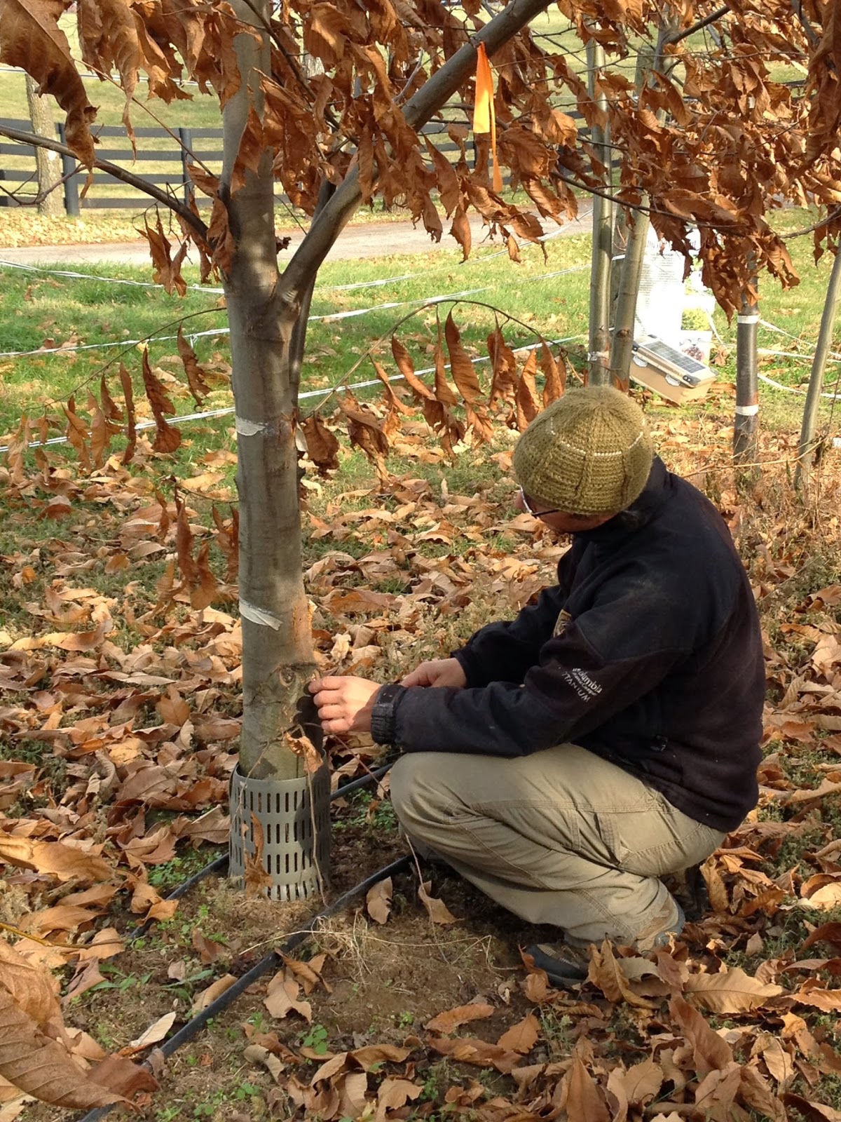 Louisville Chestnut Trees: Blighted Trees!