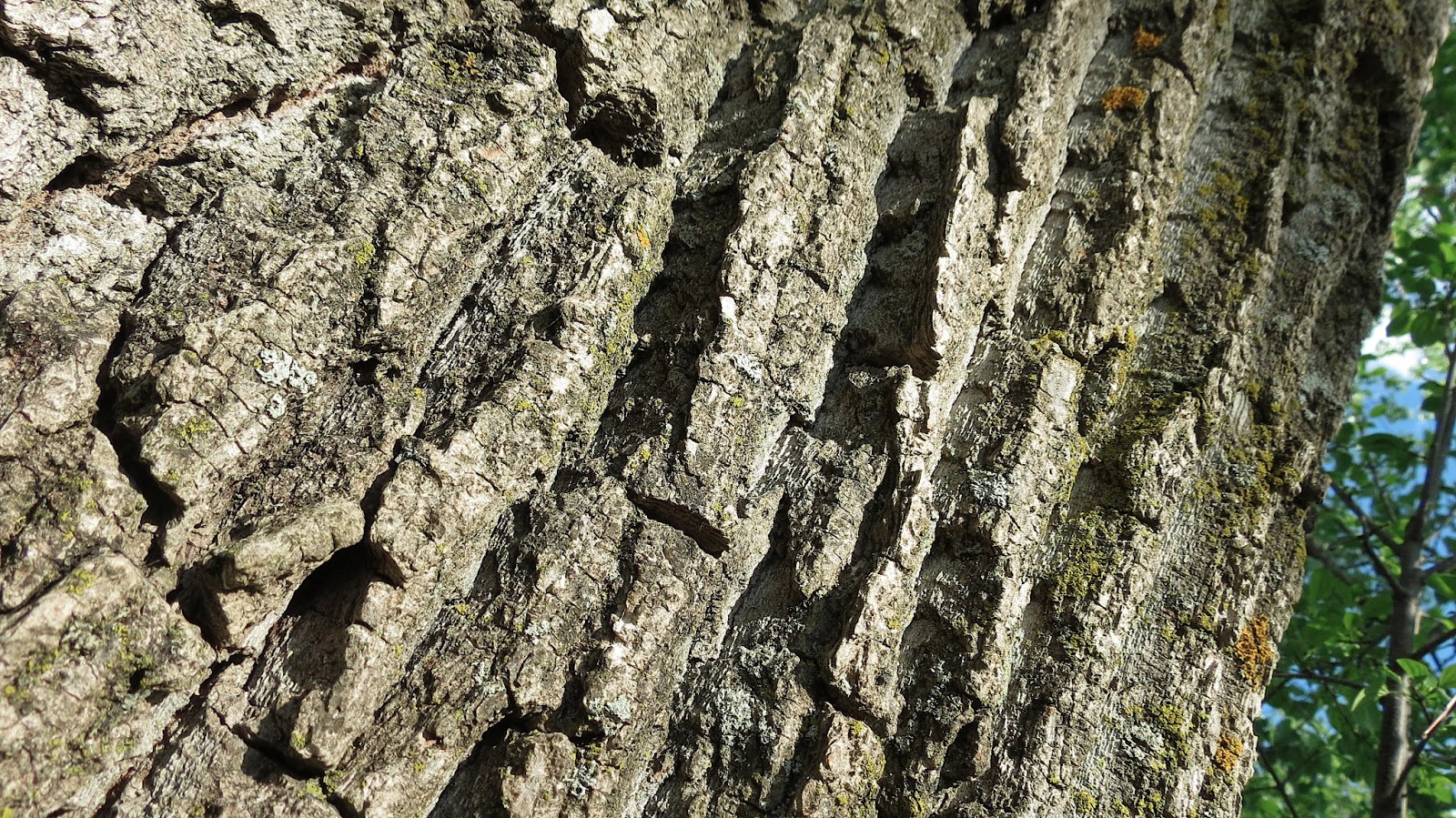 Written Inc.: Thematic Photographic 250 - In rough shape