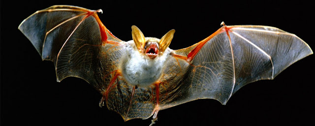 BASIC FACTS ABOUT BATS - Animal Fact Guide