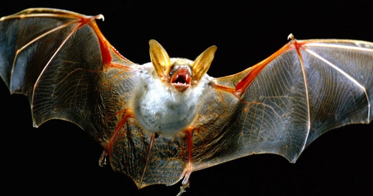 BASIC FACTS ABOUT BATS - Animal Fact Guide