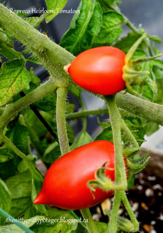 Tanja's Top Ten Tomatoes - 2014