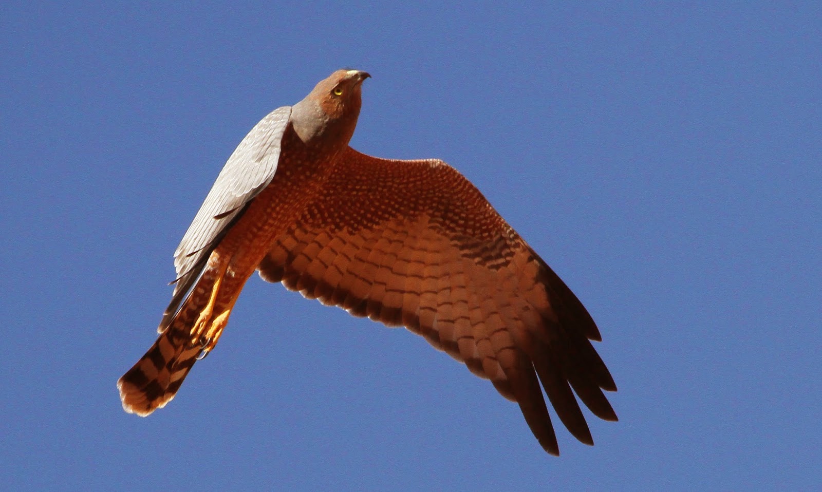 Richard Waring's Birds of Australia: Spotted Harrier - photos