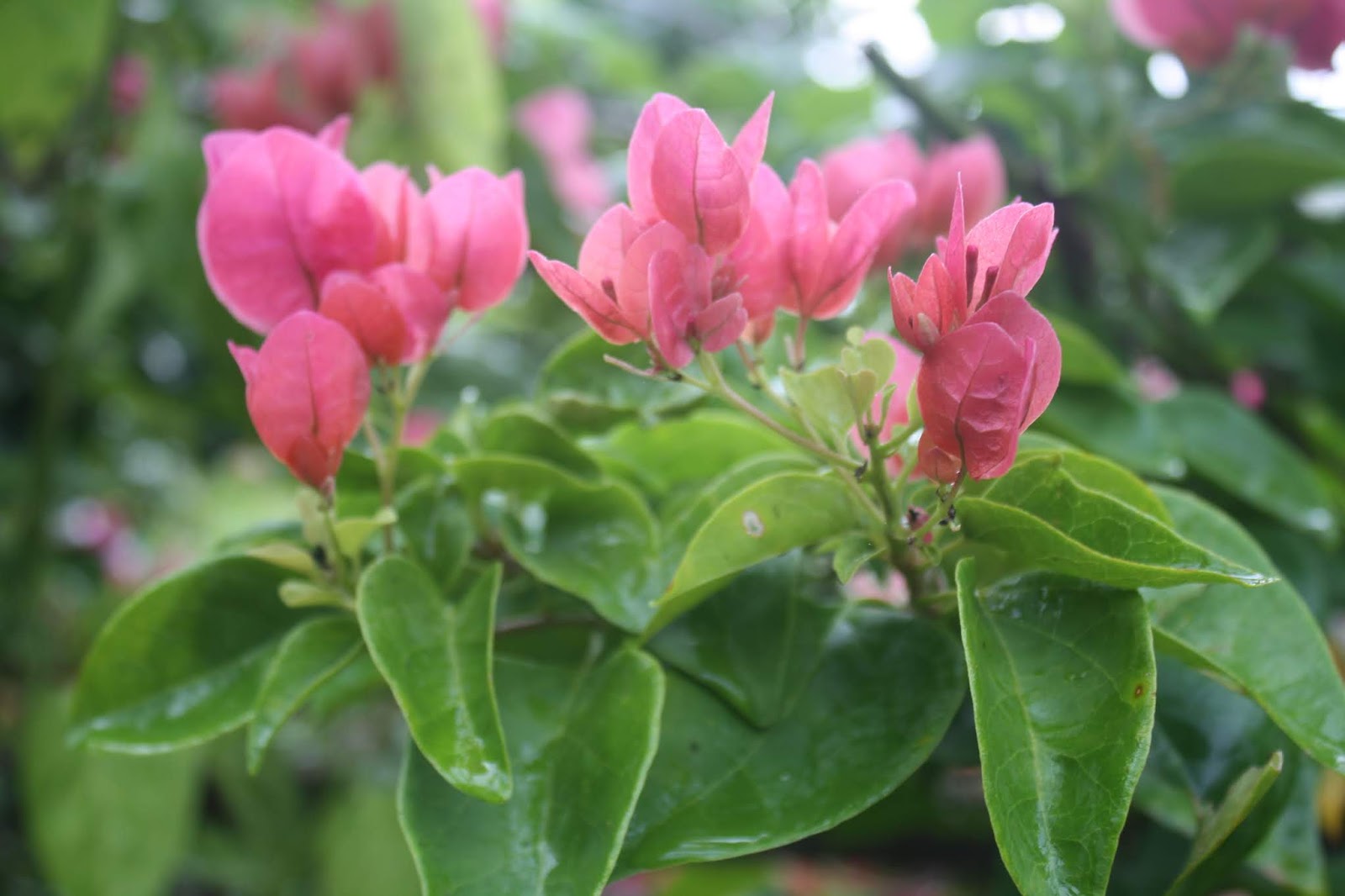 8 Warna Terbaik Bunga Kertas "bougainvillea") Pilihan Etuza