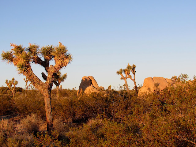 Joshua Tree Woodlands: A Tale of Sloths, Moths and the Trees that Need Them