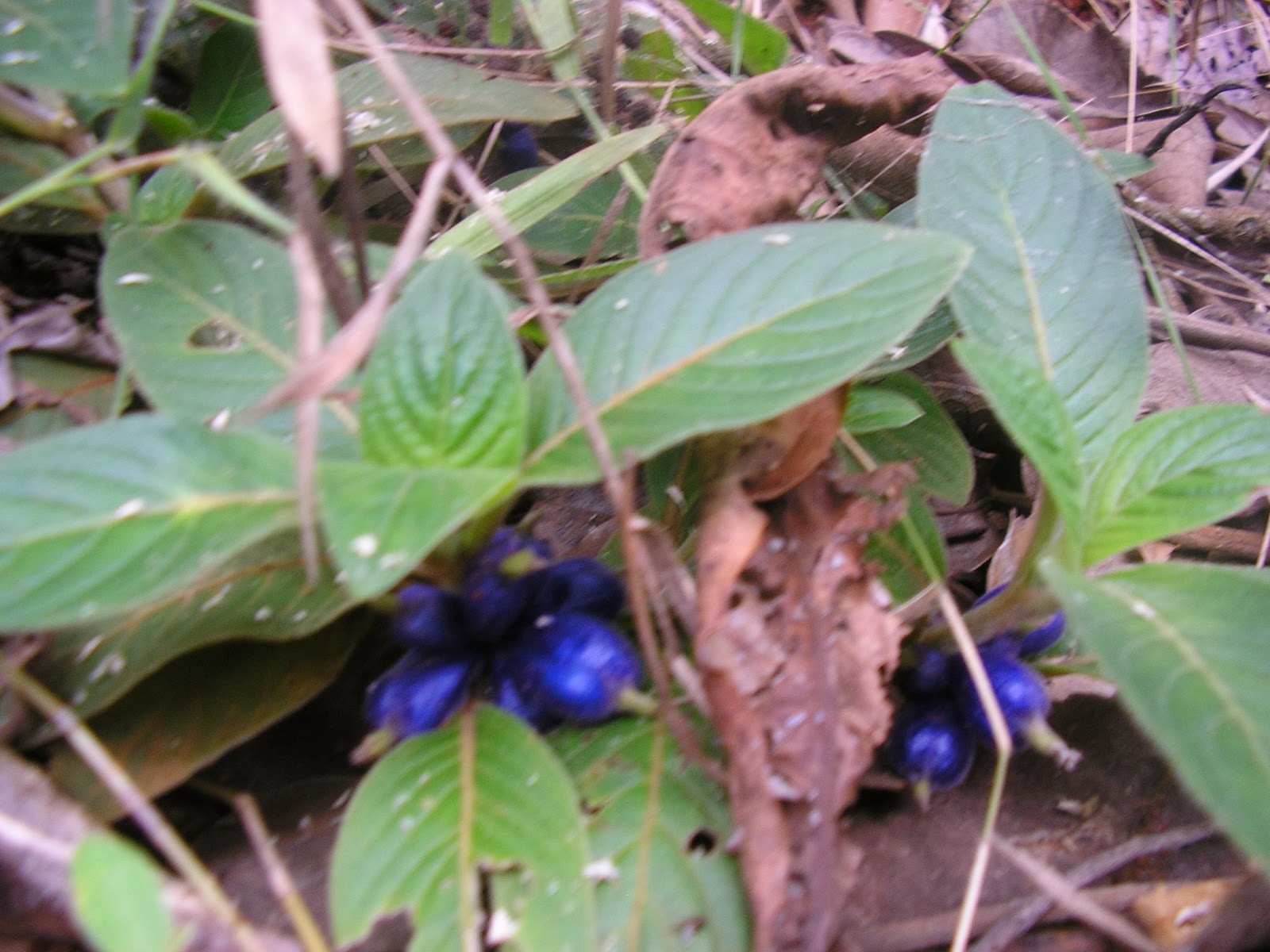 natureza selvagem: Fruta-azul