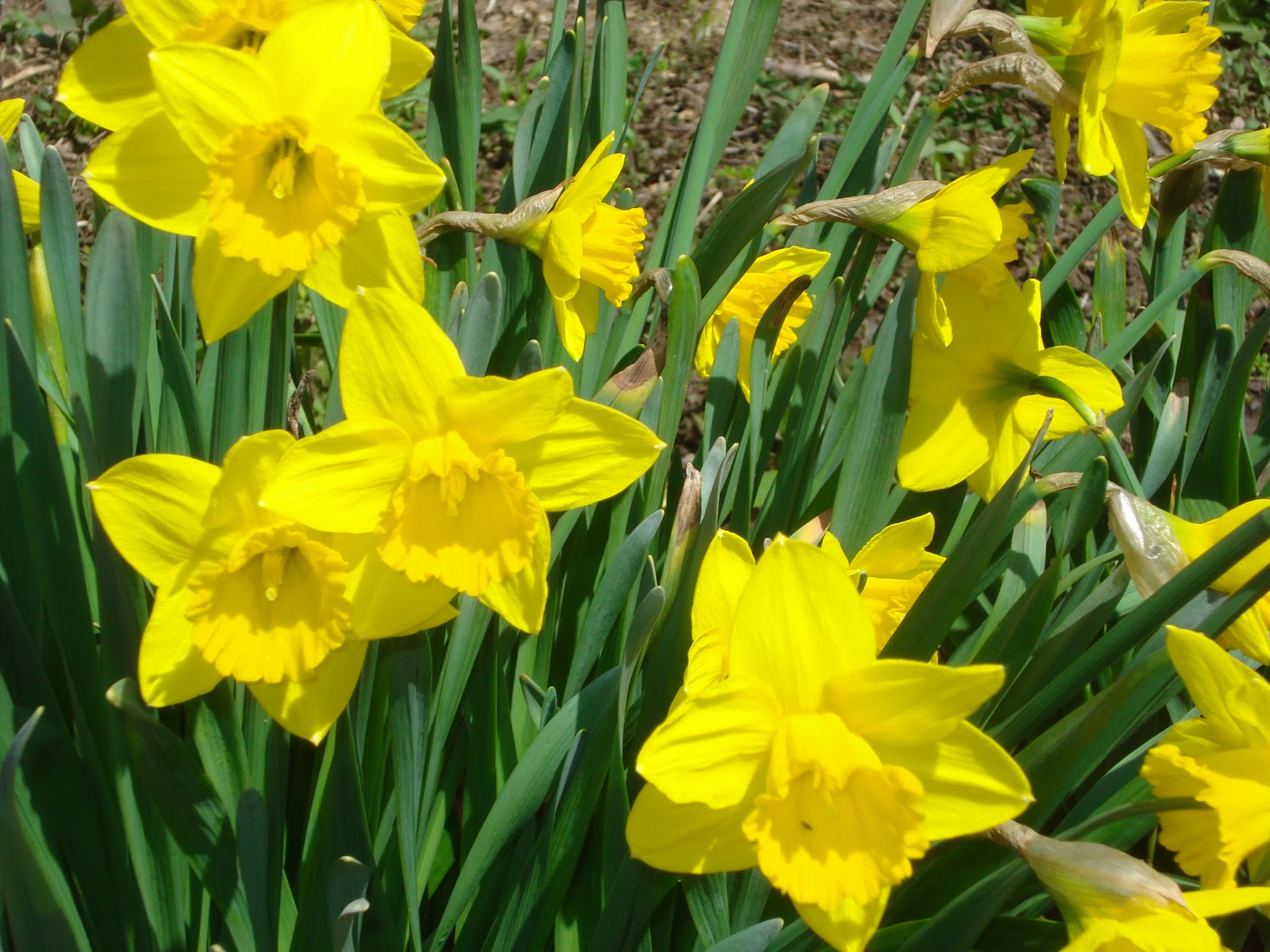 With Strings Attached: Daffodils, salix discolor*, and bargains