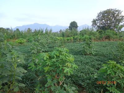 TRACING CHALLENGES AND OPPORTUNITIES : HORTICULTURAL FARMING AT MAZIMBU