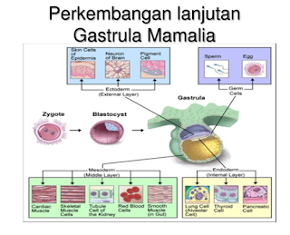 MAKALAH GASTRULASI | C E O - Makalah