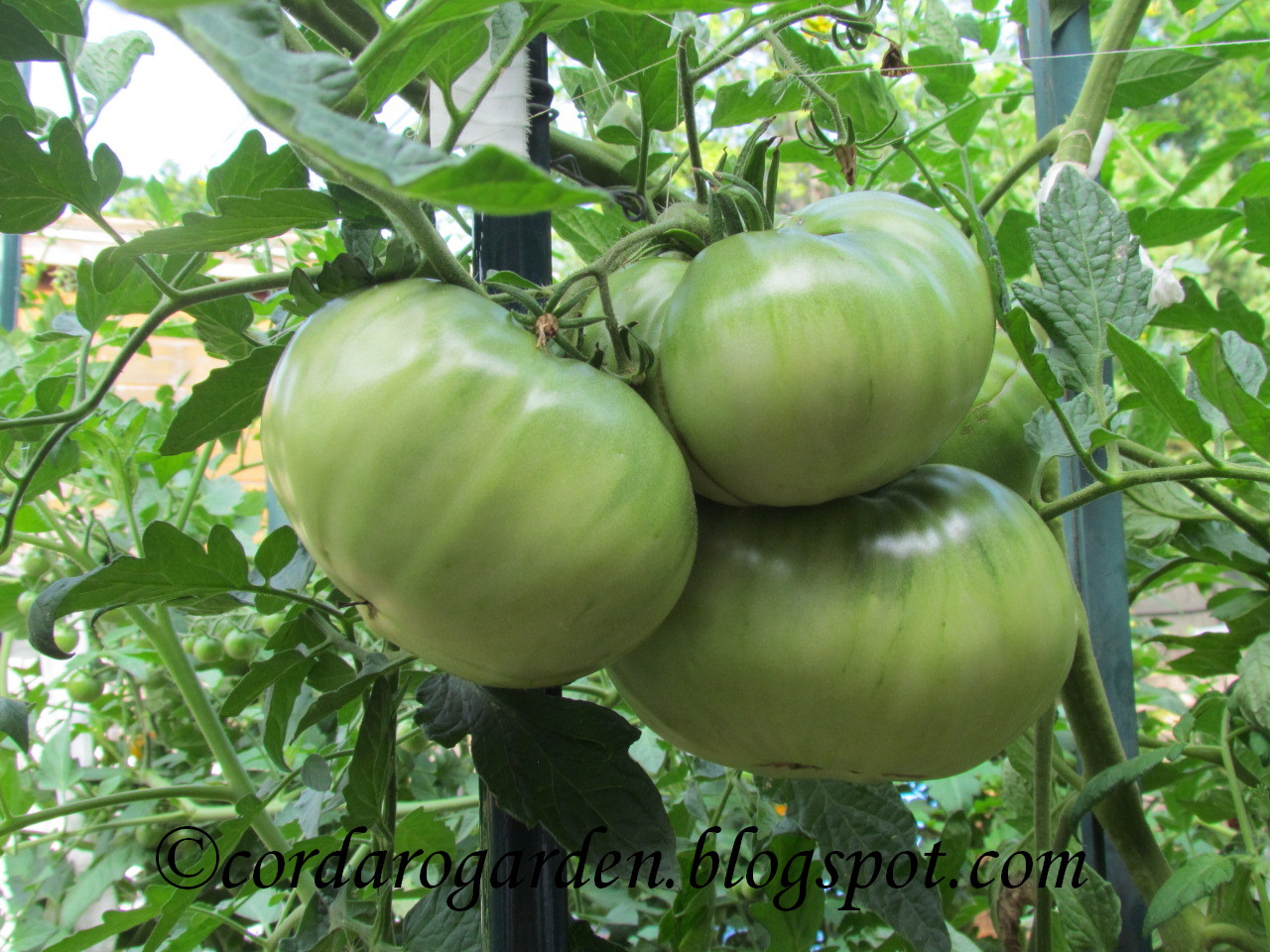 The Gardener of Eden: The Home Garden Mid-July