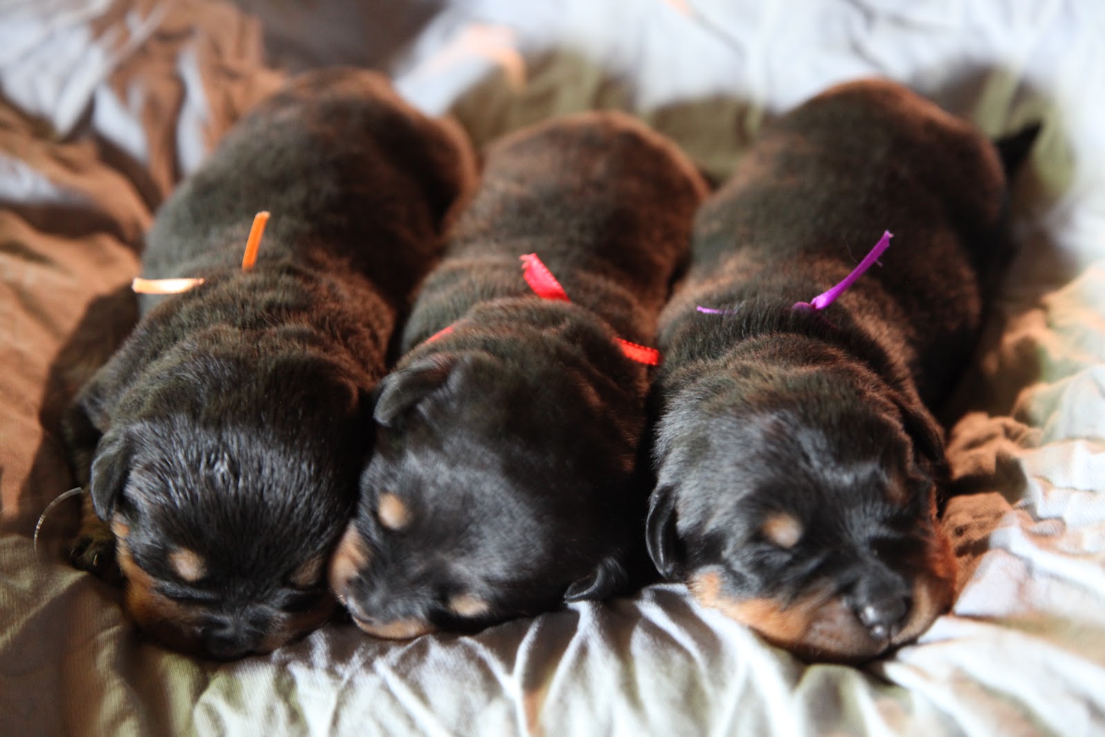 Tales Of An Extraordinary Life~: German Rottweiler Puppies for Sale ...