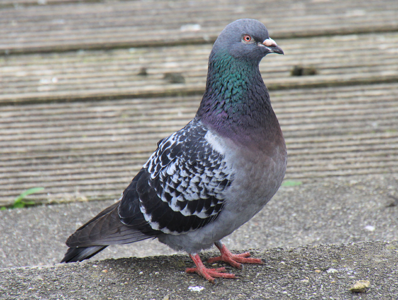 BO629HR: Tuinvogel(tjes)