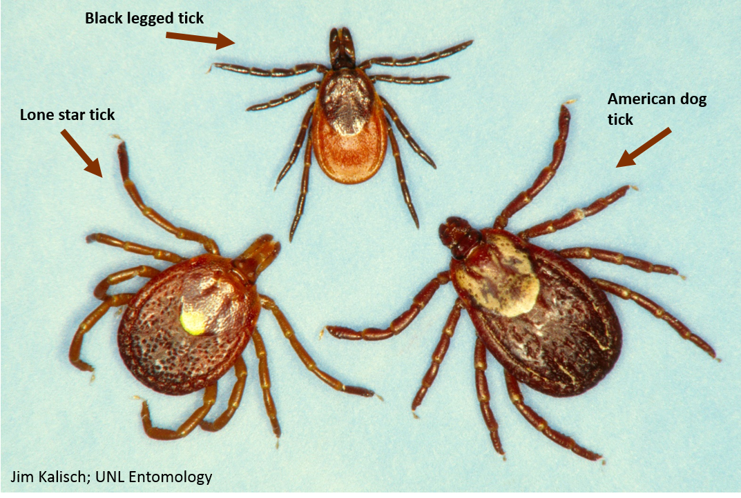 Arthro-Pod: Arthro-Pod EP 46 Talking Ticks with Travis Bourret