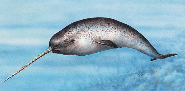 BIBOCA AMBIENTAL : NARWHAL – NARVAL