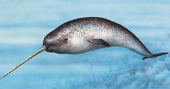 BIBOCA AMBIENTAL : NARWHAL – NARVAL