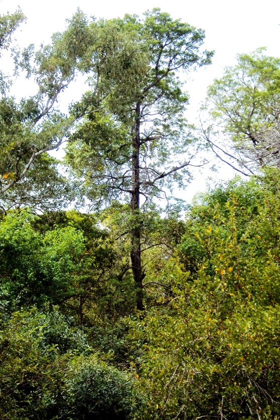 Thabiso: Matumi (Breonadia salicina)