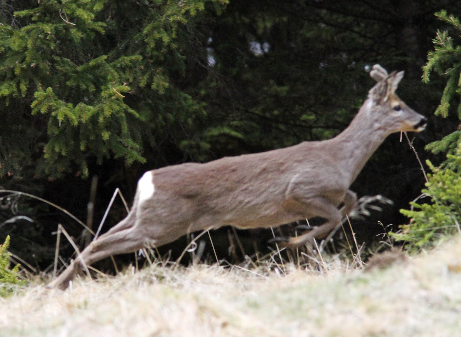 birdphotobrianza: Piccolo cervo